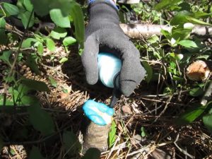 7 Ways to Effectively Remove Buckthorn [Complete Guide]