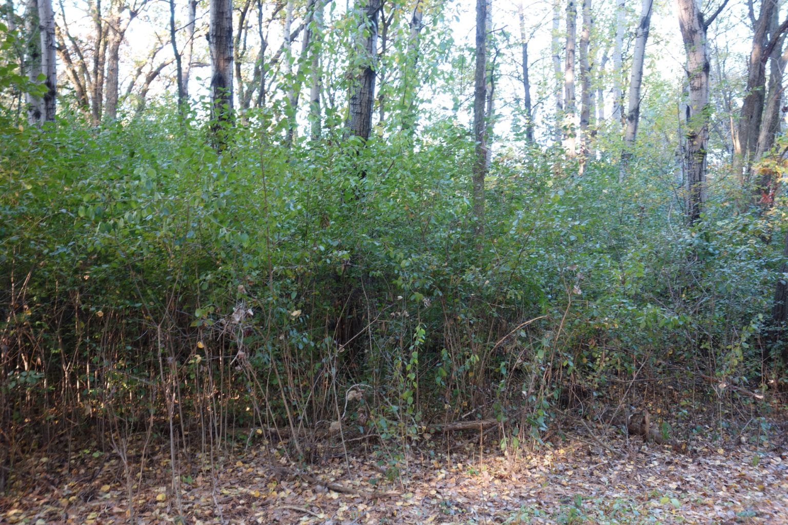 7 Ways to Effectively Remove Buckthorn [Complete Guide]