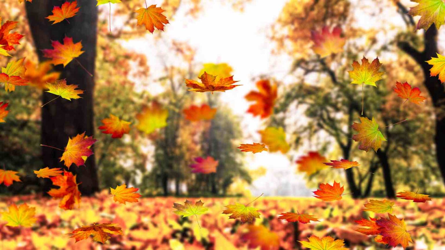 It’s Raining Leaves: A Guide To Understanding Seasonal Leaf Drop – His ...