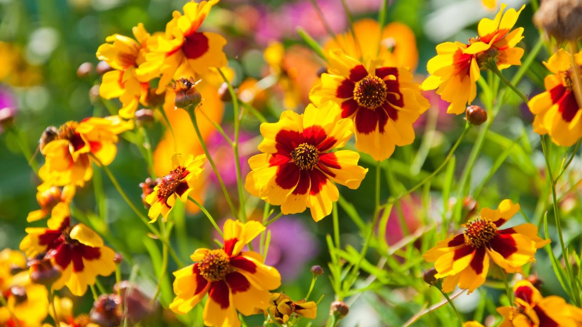 12 Most Popular Perennials to Plant in your Garden – His Workmanship