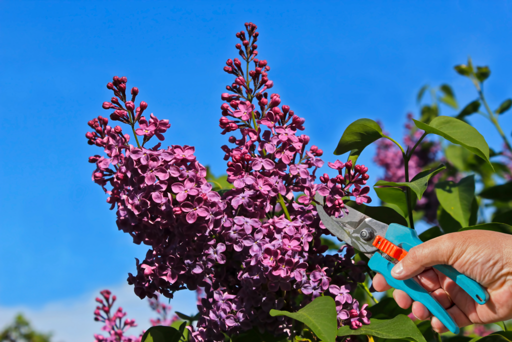 When and How to Prune Lilac Bushes: 5 Simple Suggestions – His Workmanship