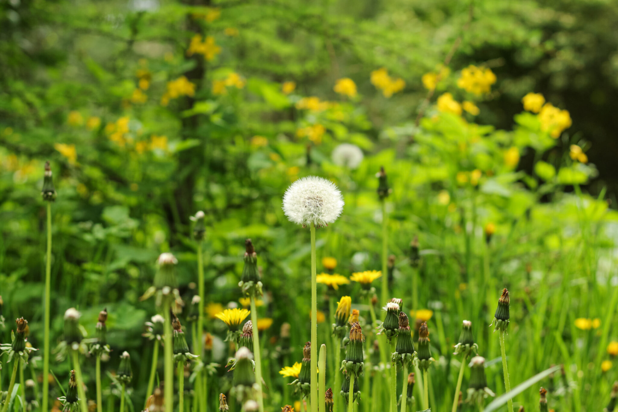 17 Lawn and Garden Weeds: How to Identify and Control Them – His ...
