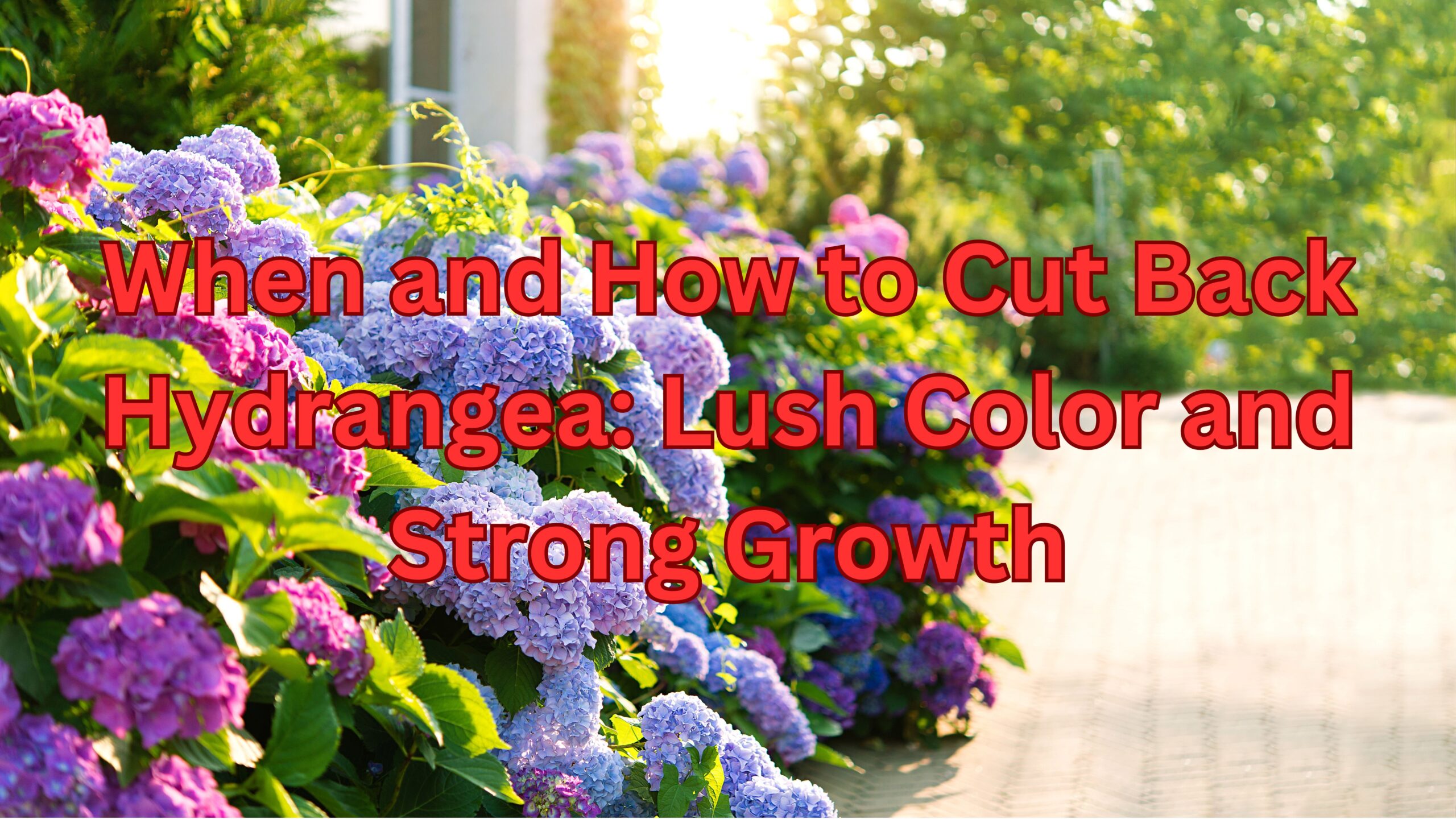 When and How to Cut Back Hydrangea – His Workmanship