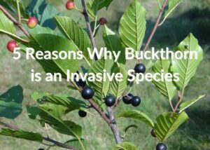 Buckthorn Removal - Waukesha WI - His Workmanship Landscaper