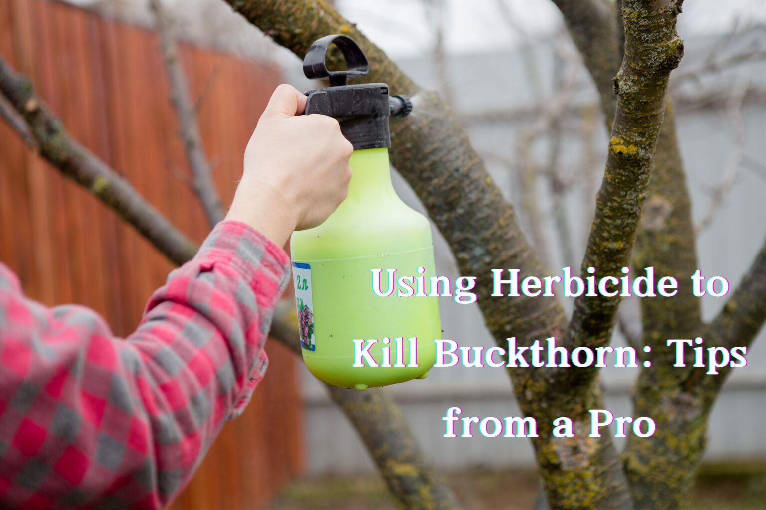 Using Herbicide to Kill Buckthorn: Tips from a Pro