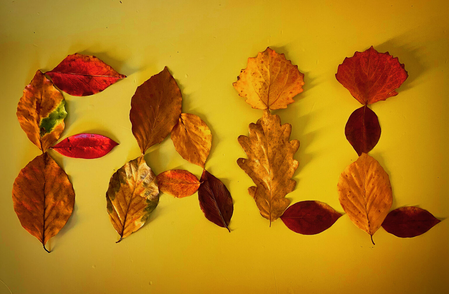 9 Fun Activities that Kids Can Do with Fall Leaves