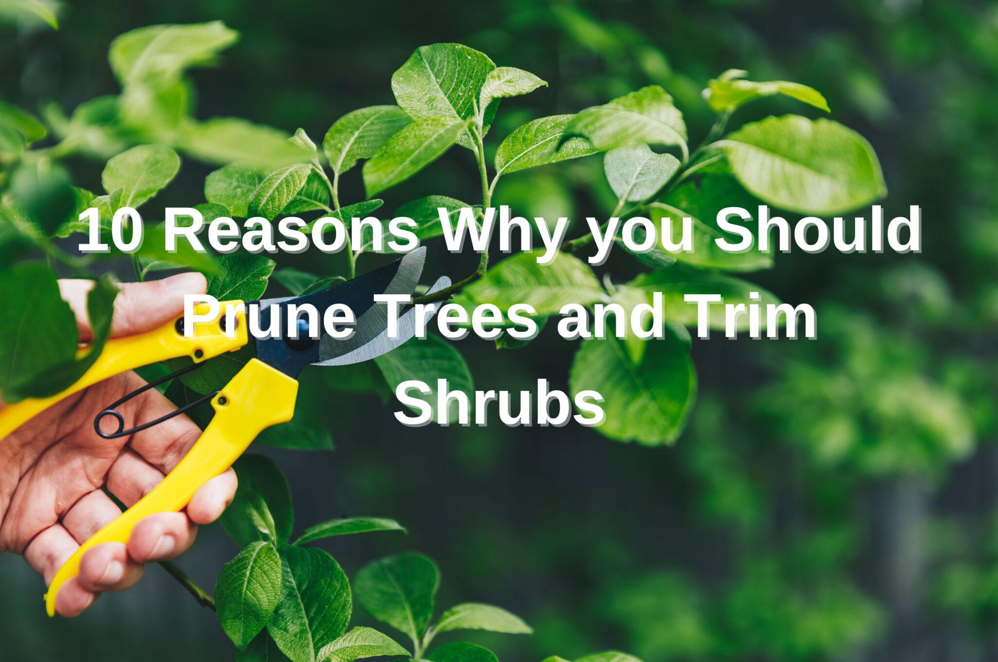 Bush and Shrub Trimming - Indianapolis IN - His Workmanship