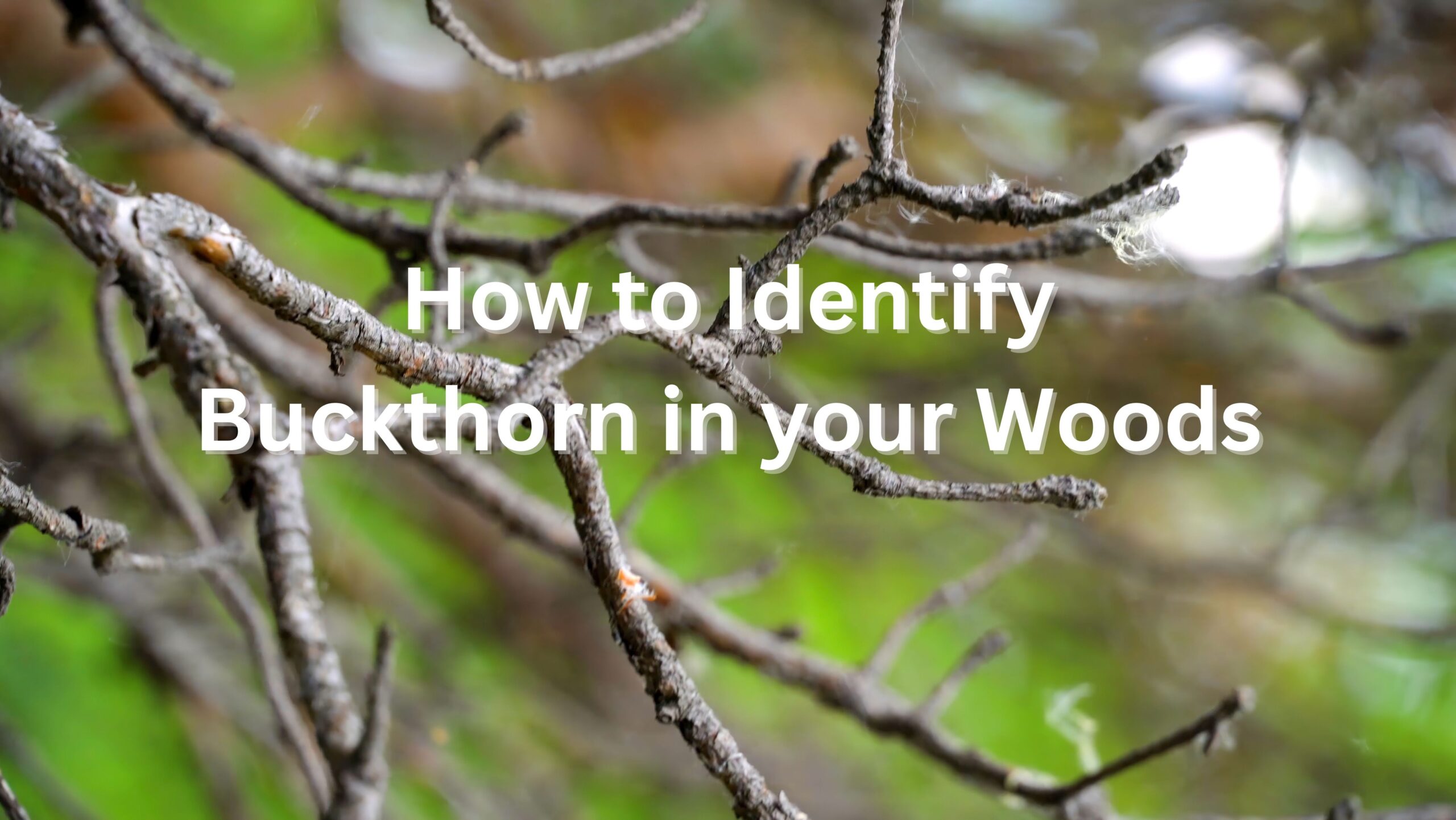 How to Identify Buckthorn in your Woods