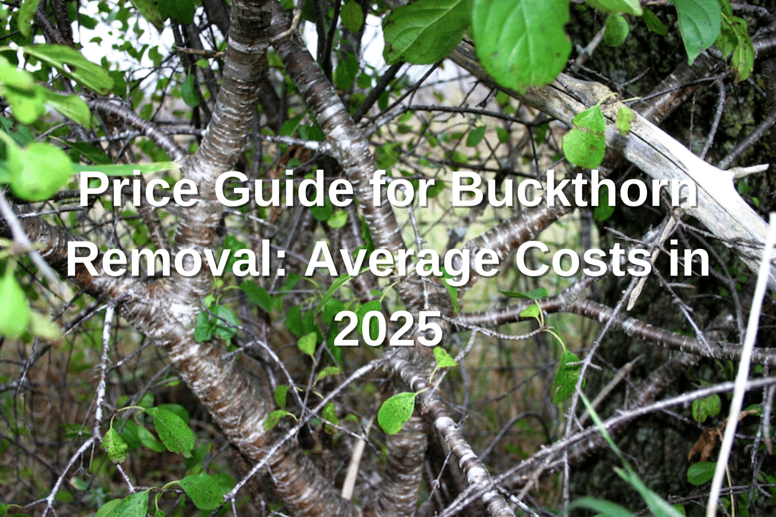 Price Guide for Buckthorn Removal: Average Costs in 2025