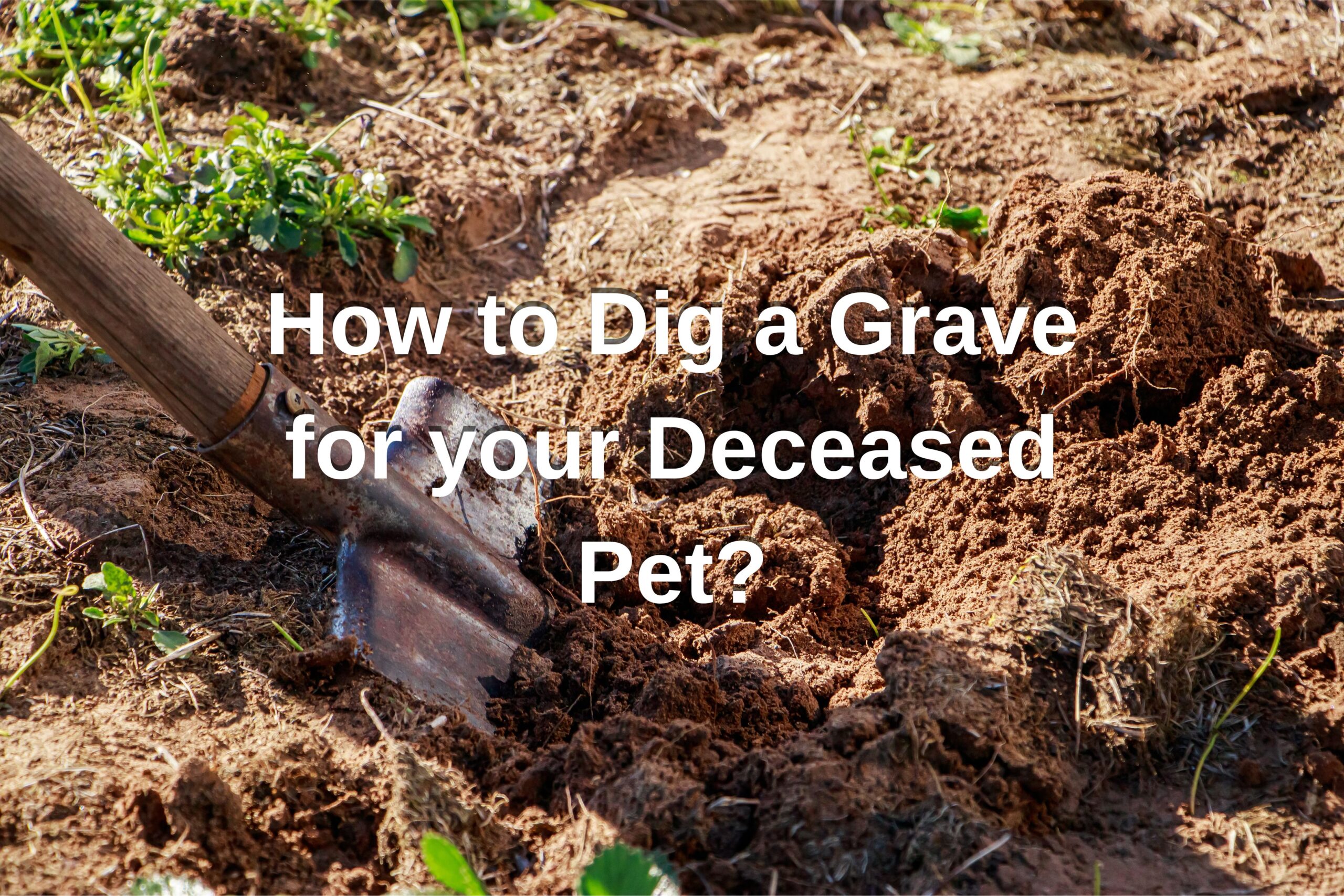 How to Dig a Grave for your Deceased Pet?