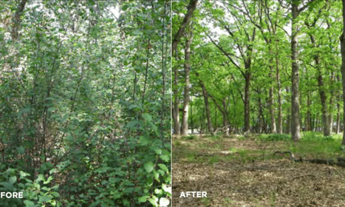 Buckthorn Removal Services - His Workmanship Landscaping